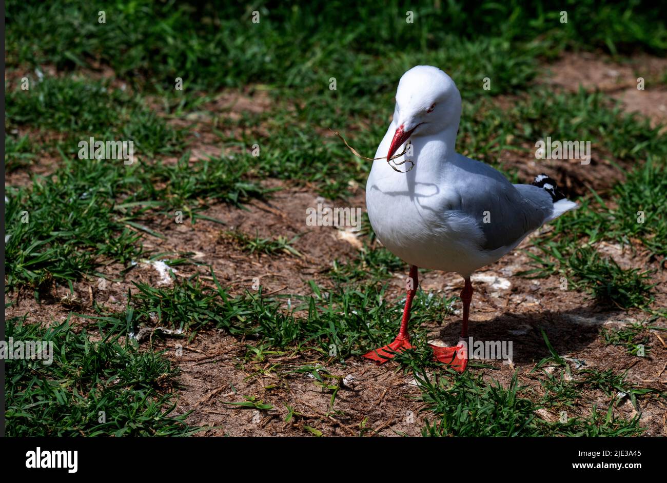 A Pacific Gull (Larus pacificus) in Sydney, NSW, Australia (Photo by ...