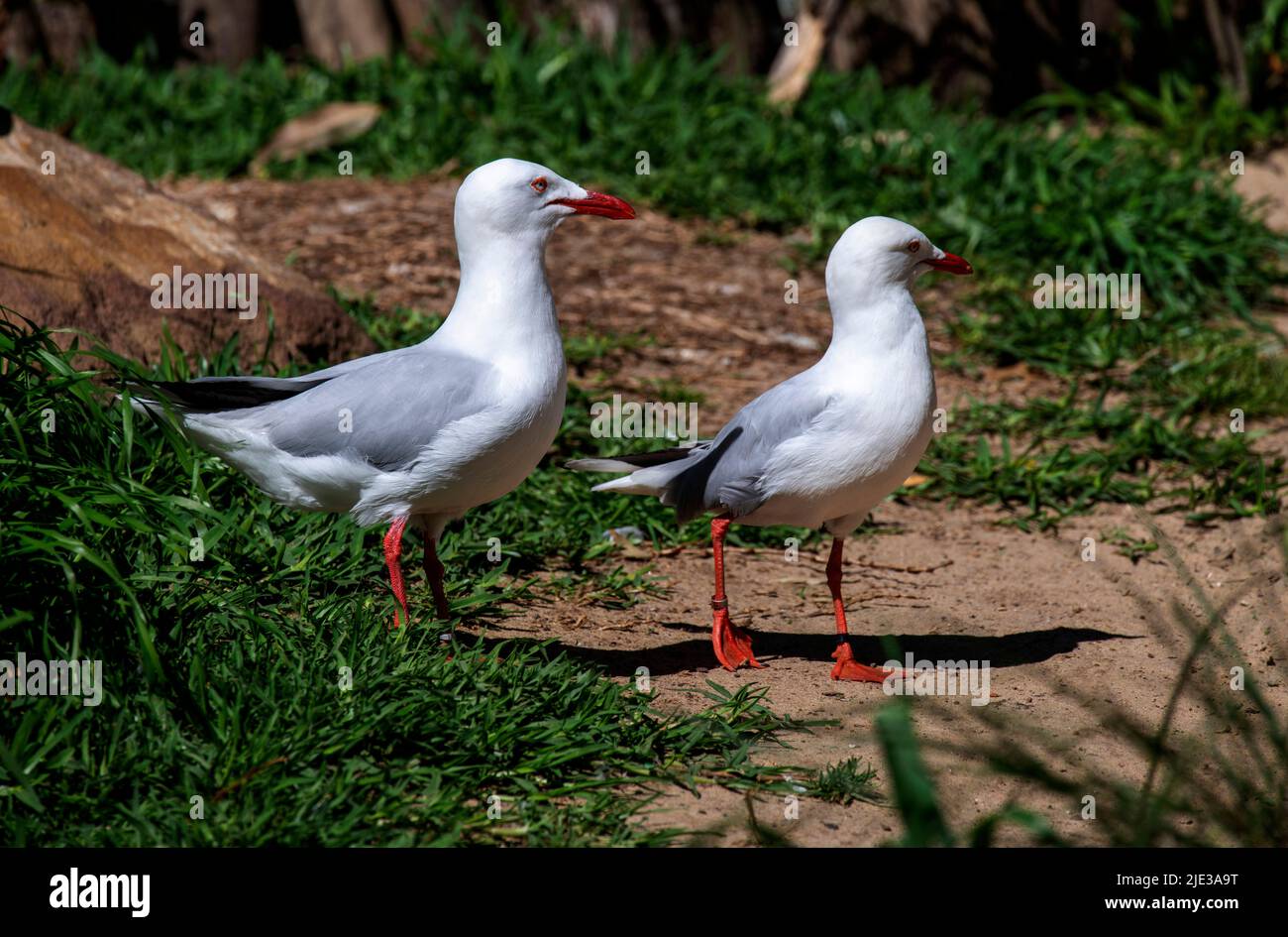A pair of Pacific Gull (Larus pacificus) in Sydney, NSW, Australia ...