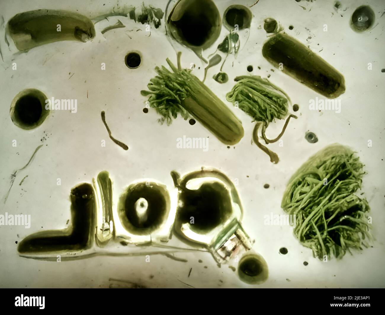 Bacteria under the microscope Stock Photo - Alamy