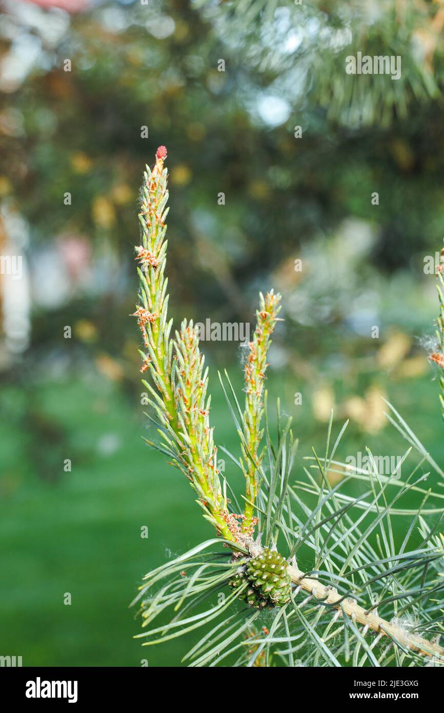 Evergreen forest hi-res stock photography and images - Alamy