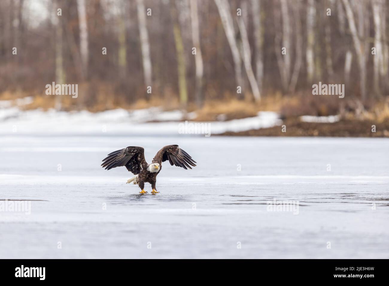 Bald eagle landing on a frozen lake in northern Wisconsin Stock Photo ...