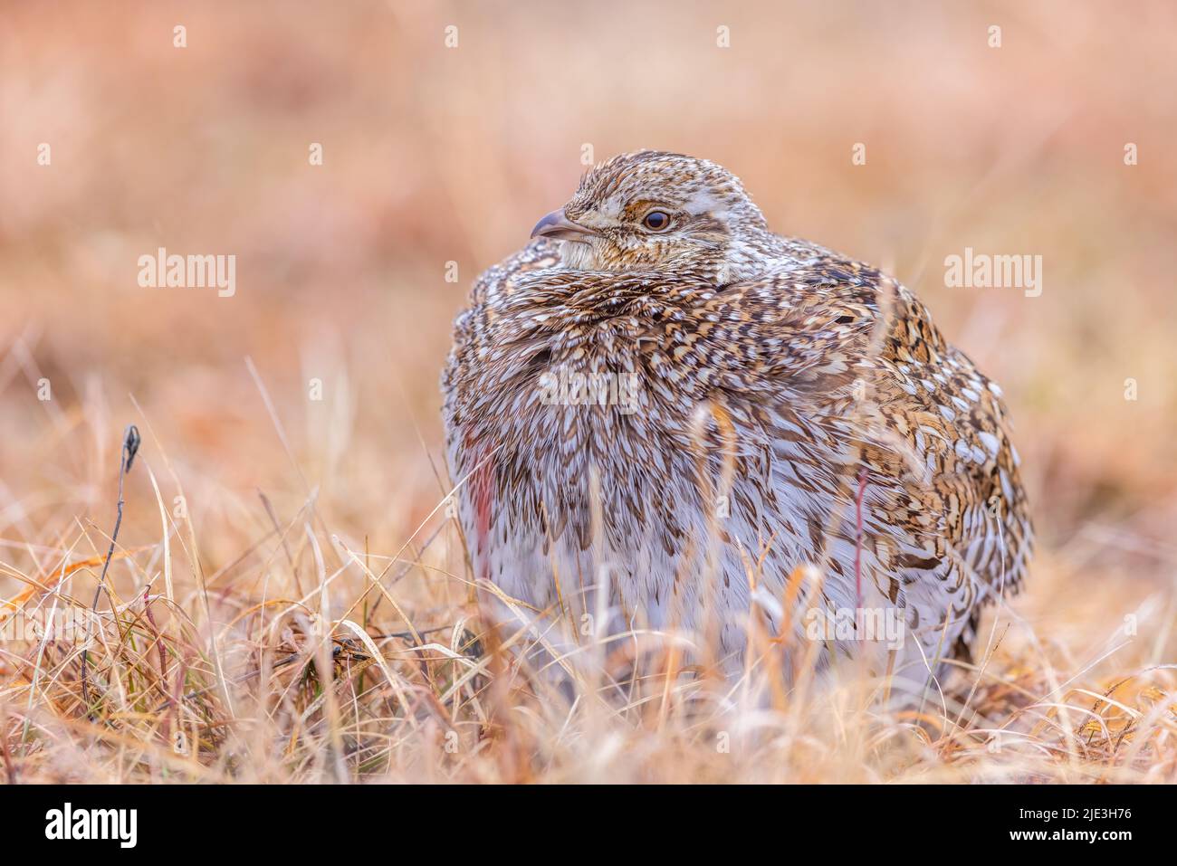 Male sharp-tailed grouse resting on a lek in northern Wisconsin Stock ...