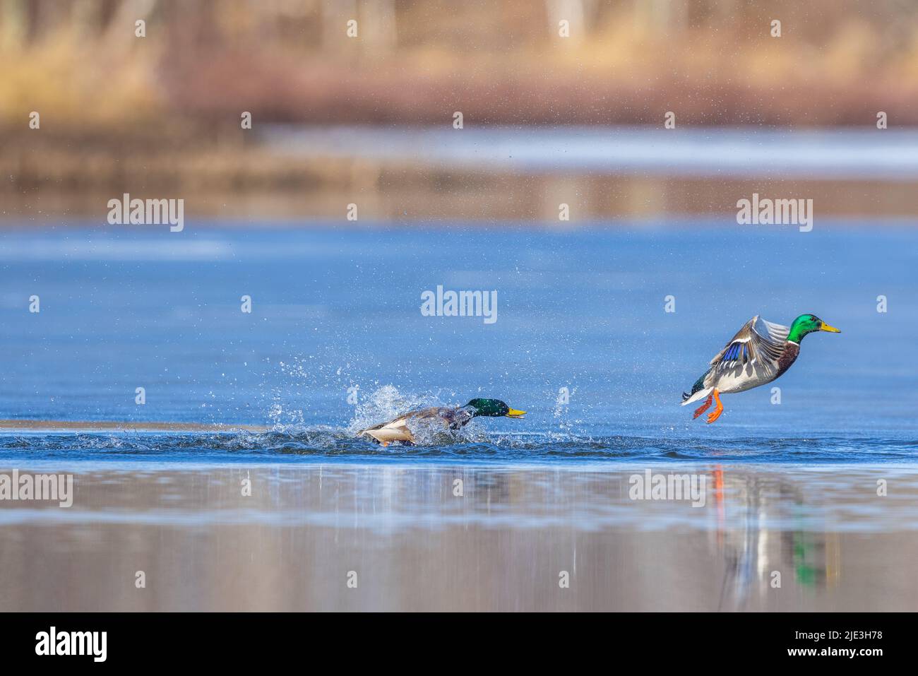 Male mallard duck ana hi-res stock photography and images - Alamy