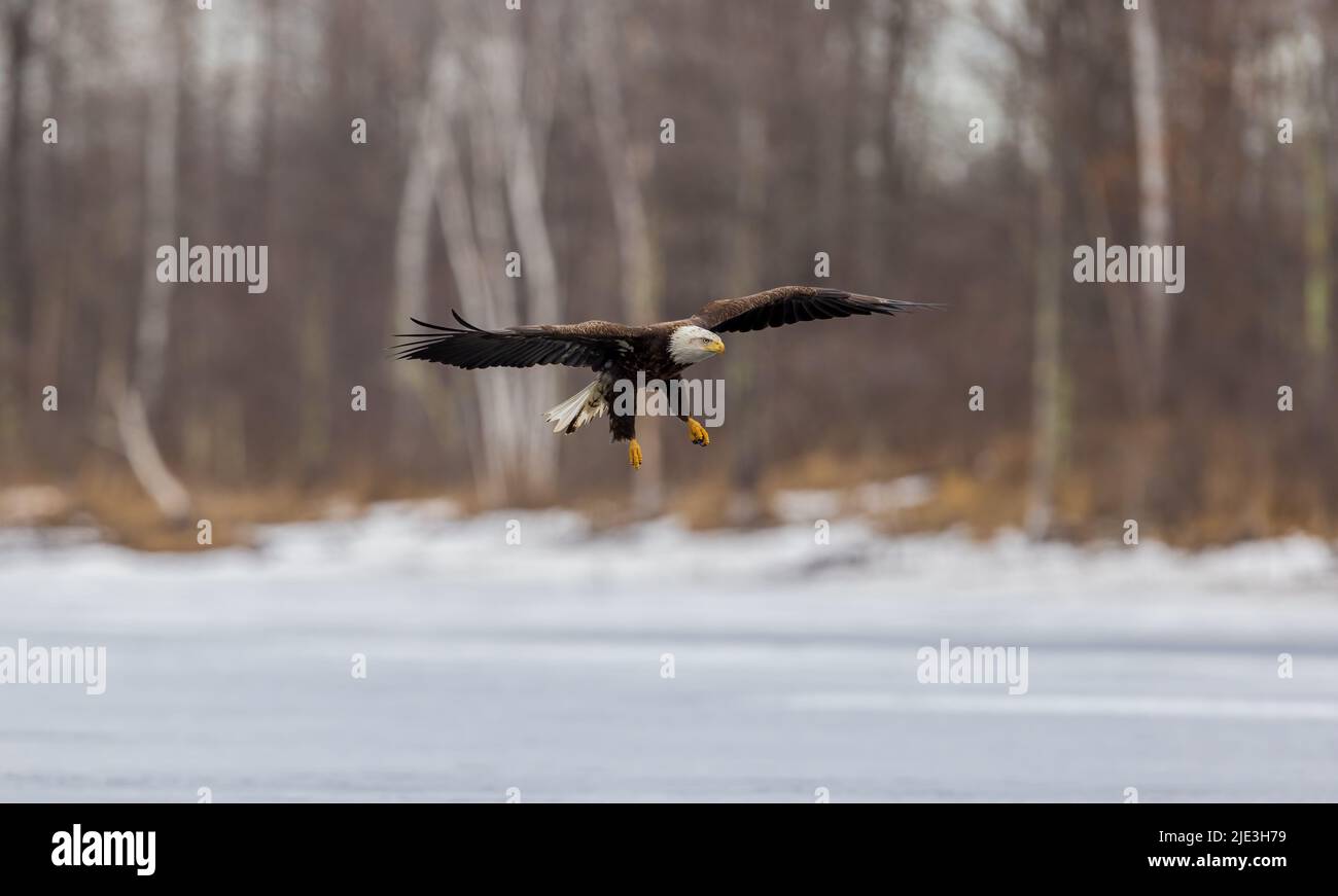 Bald eagle landing on a frozen lake in northern Wisconsin Stock Photo ...