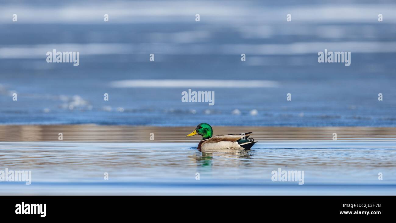 Drake mallard in northern Wisconsin Stock Photo - Alamy