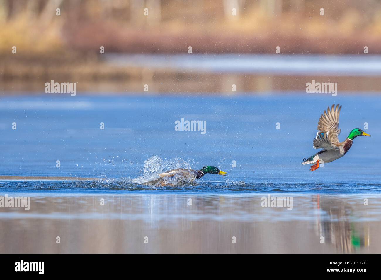 Male mallard duck ana hi-res stock photography and images - Alamy