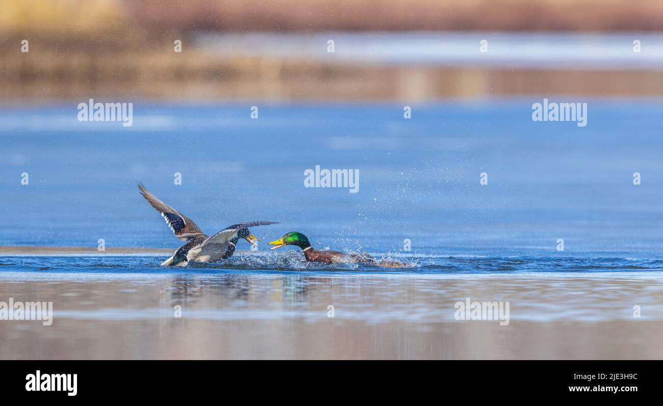 Drake mallards in northern Wisconsin Stock Photo - Alamy