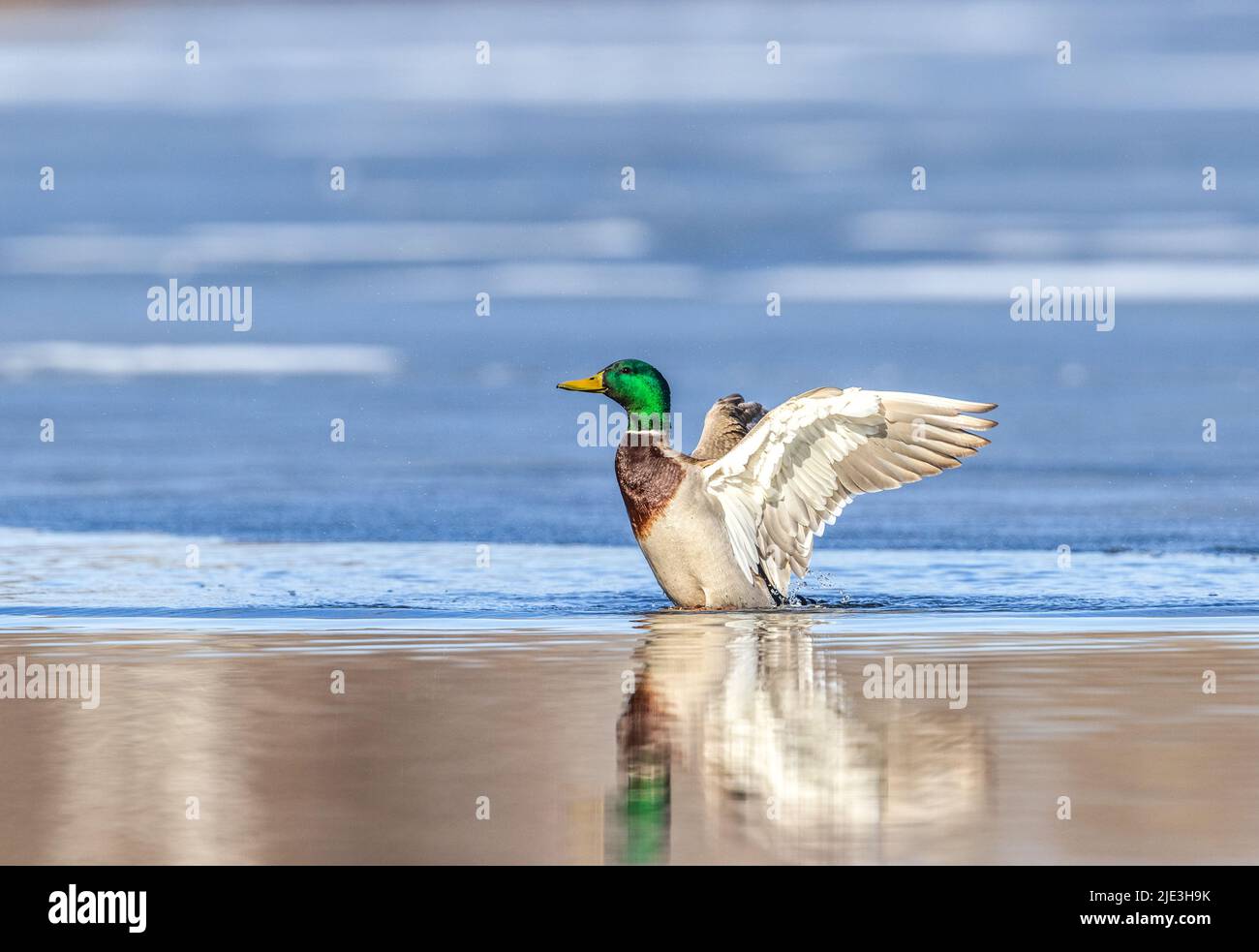 Drake mallard in northern Wisconsin Stock Photo - Alamy