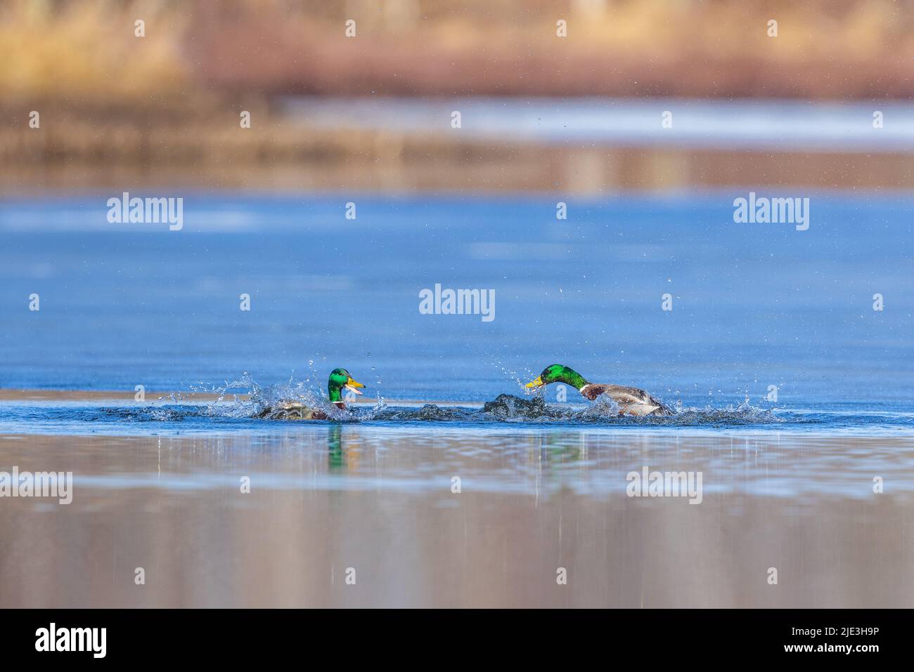 Drake mallards in northern Wisconsin Stock Photo - Alamy