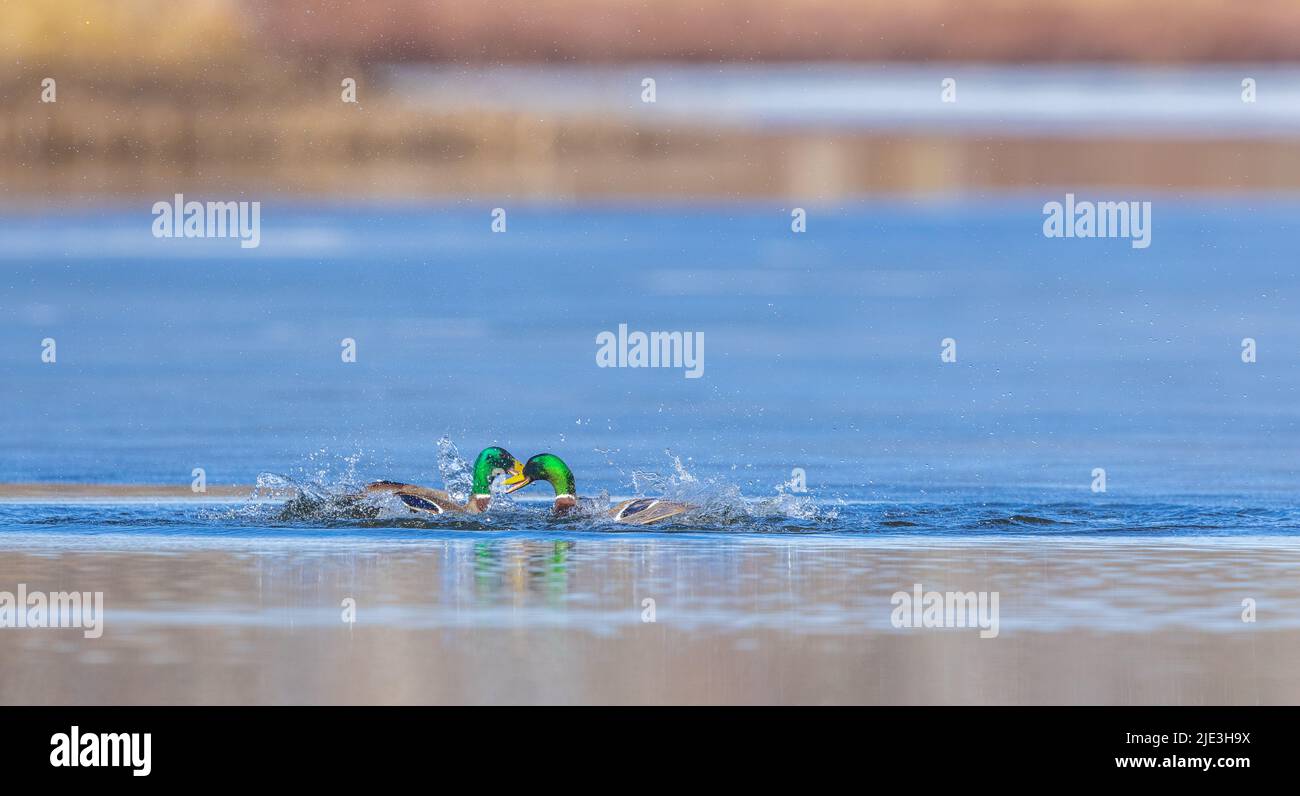 Drake mallards in northern Wisconsin Stock Photo - Alamy