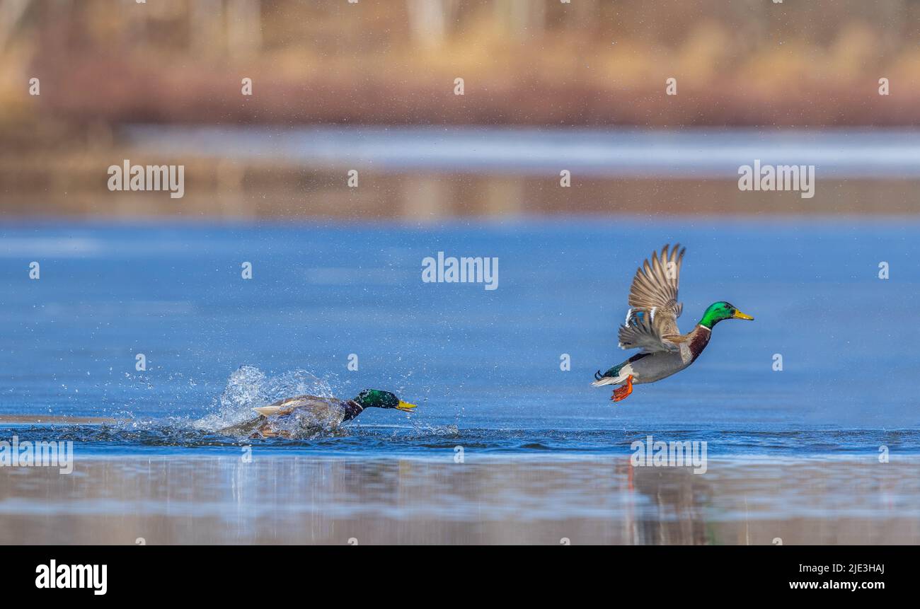 Drake mallards in northern Wisconsin Stock Photo - Alamy