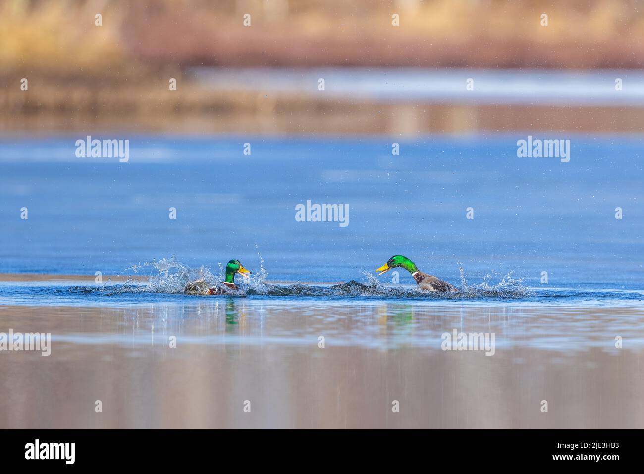Male mallard duck ana hi-res stock photography and images - Alamy