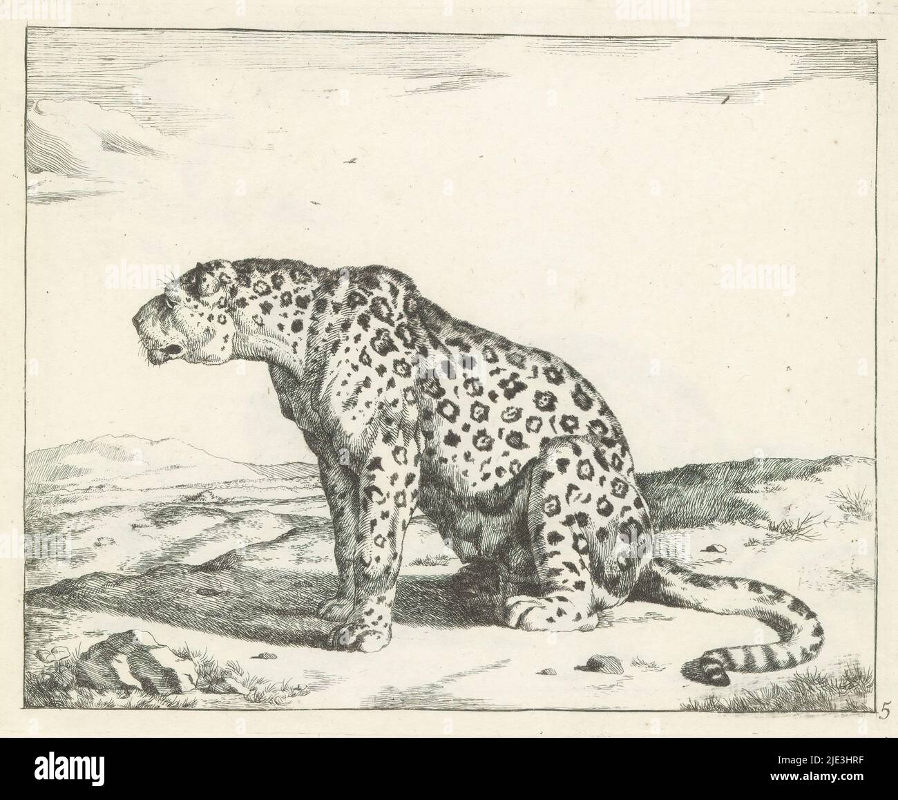 Leopard sitting on hind legs, to the left, Leopard sitting on hind legs ...