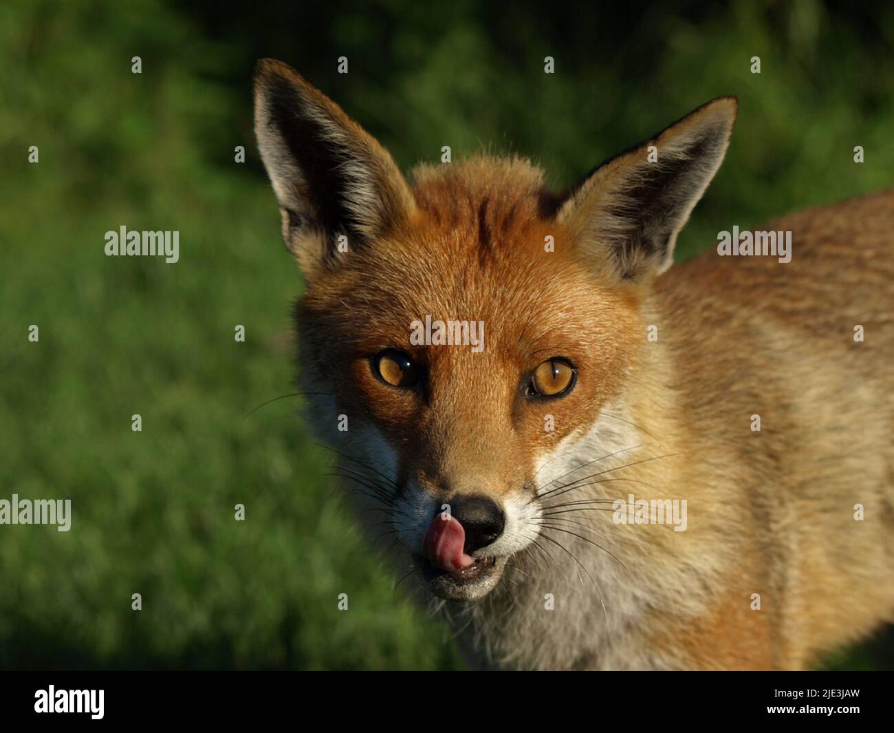 Fox licking his nose Stock Photo - Alamy