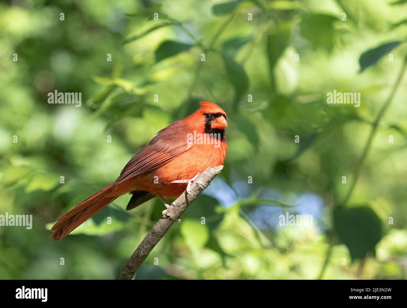 Adult male cardinal hi-res stock photography and images - Alamy