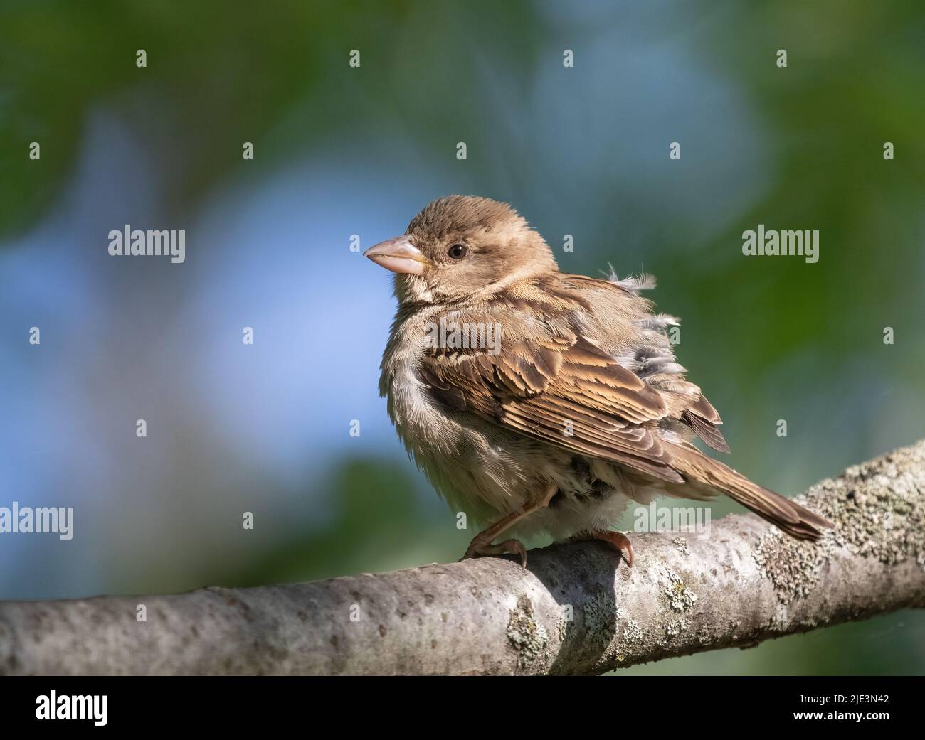 A fledgling house sparrow perching on a wood railing with blurred ...