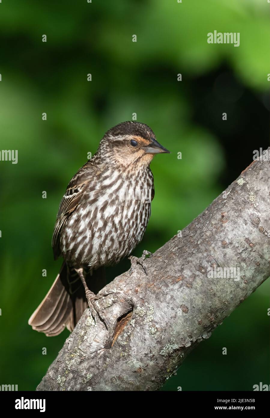 An adult female red-winged blackbird (Agelaius phoeniceus) in a park in ...