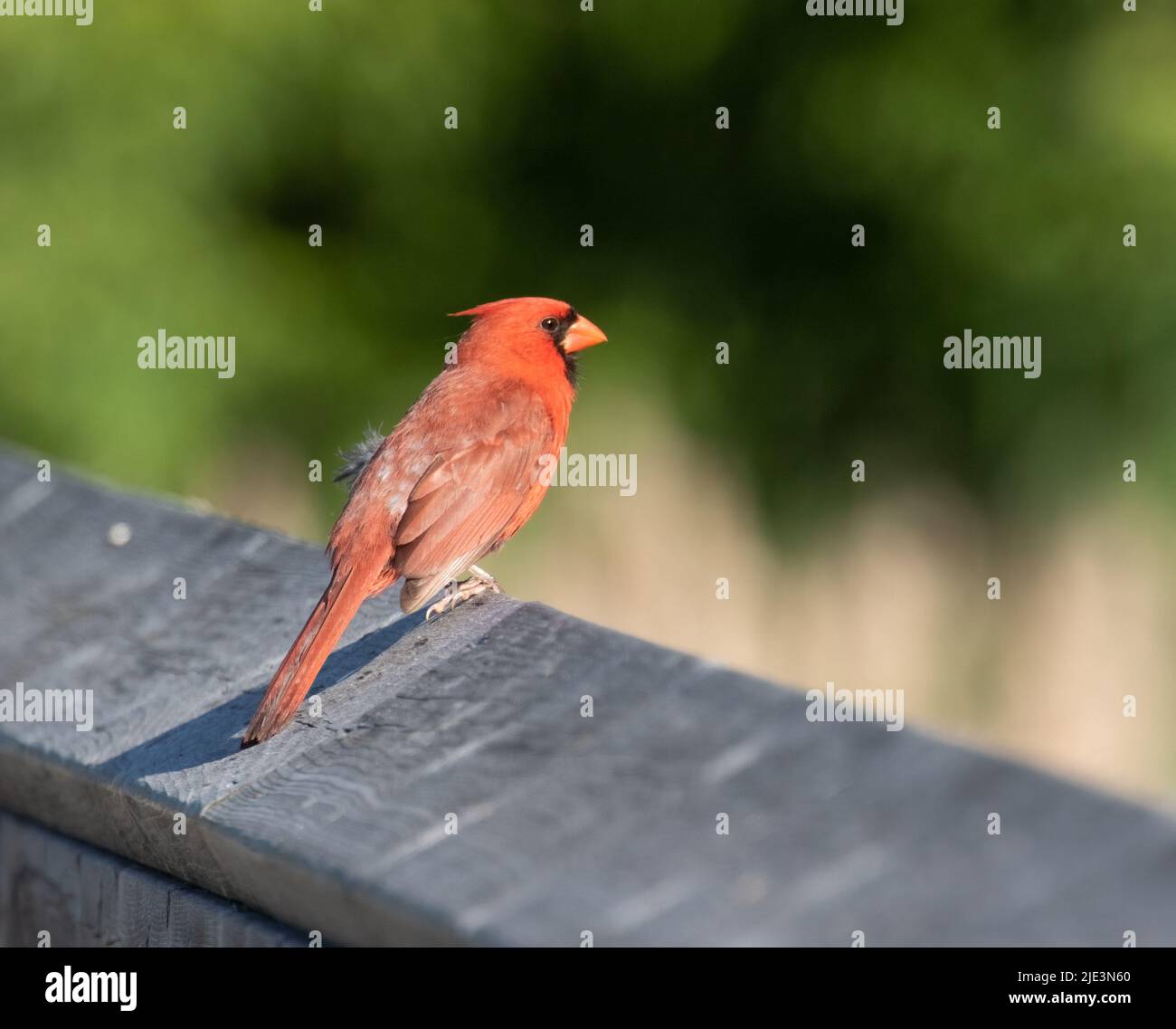 An adult male Northern Cardinal on a wood railing in A park Stock Photo ...