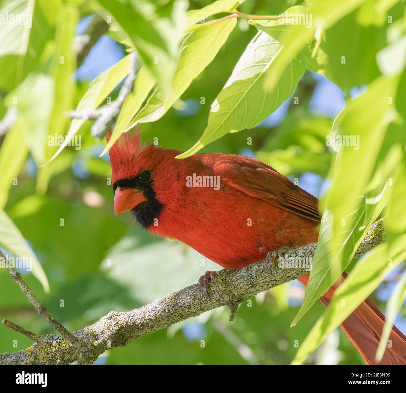 Closeup male northern cardinal hi-res stock photography and images - Alamy