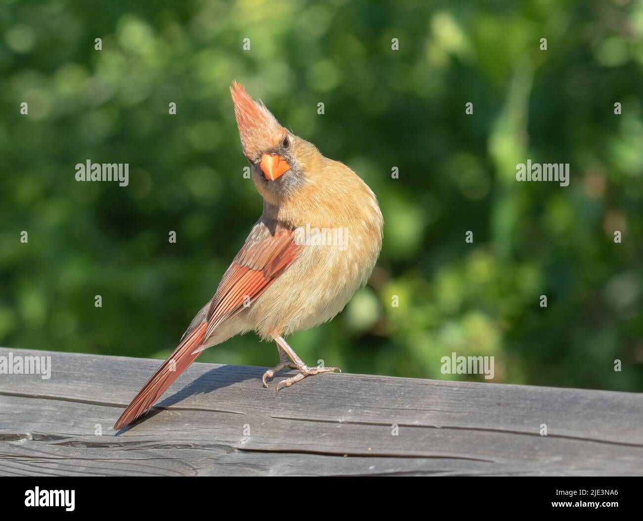 An adult female Northern Cardinal closeup on a wood railing Stock Photo ...
