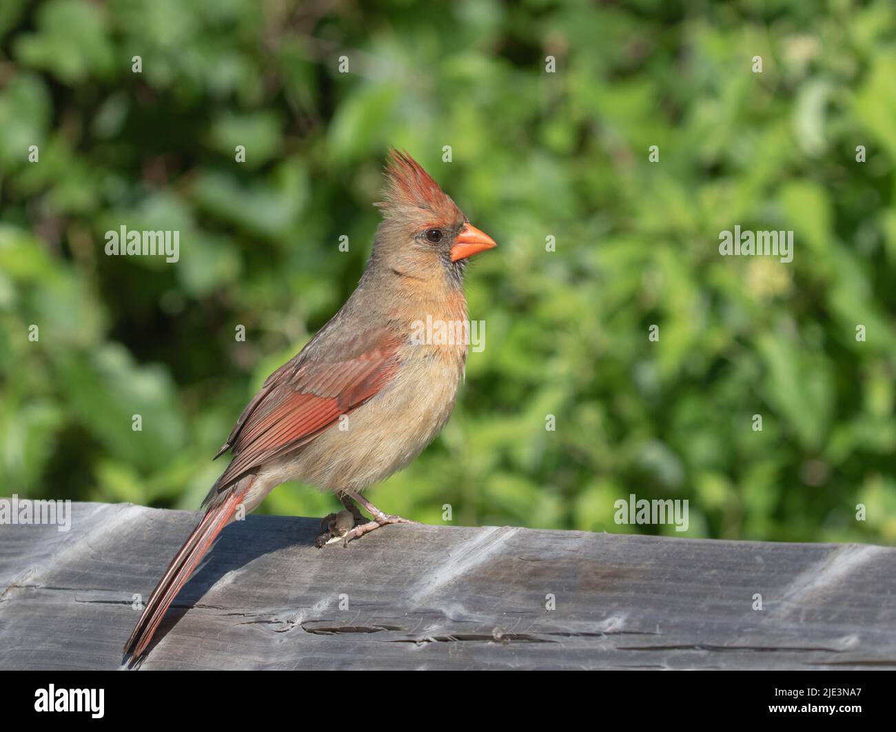 An adult female Northern Cardinal closeup on a wood railing Stock Photo ...