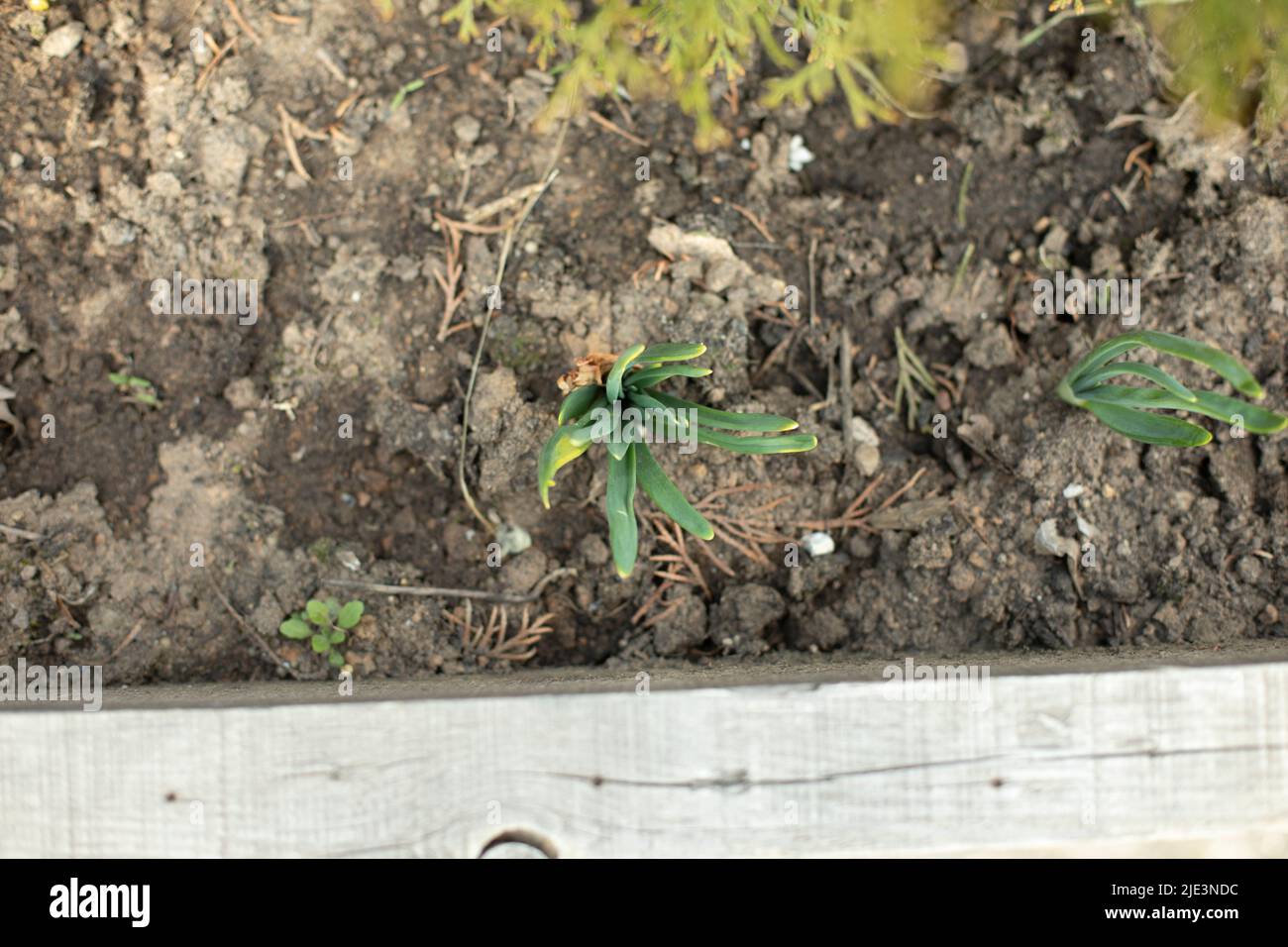 Sapling in ground. Growing plants in ground. Flower bed in city. Light ...