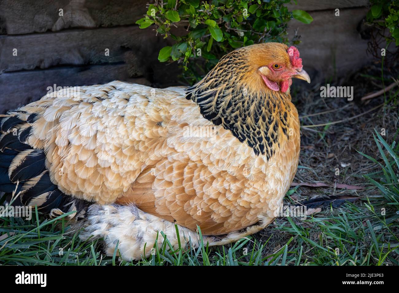 Gold and brown chicken feathers hi-res stock photography and images - Alamy
