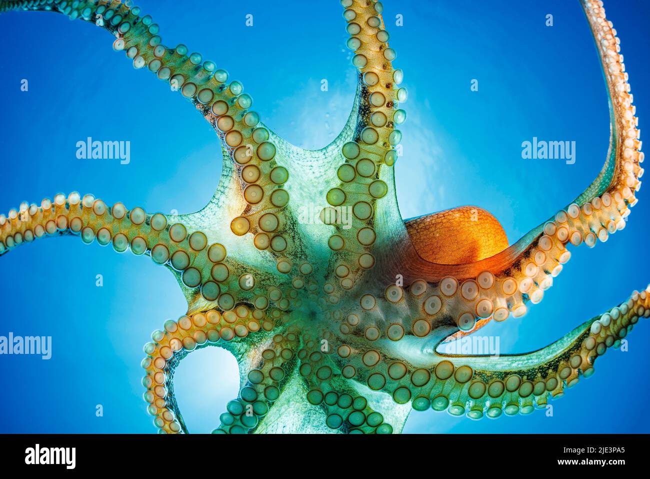 The day octopus, Octopus cyanea, is also known as the big blue octopus ...