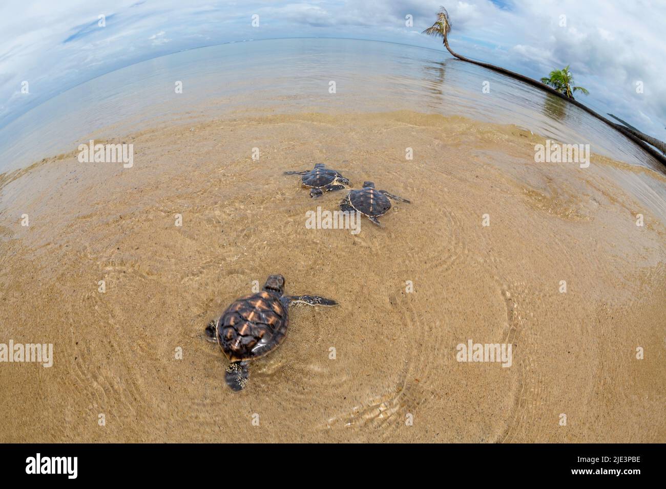 Newly hatched baby green sea turtles, Chelonia mydas, an endangered ...