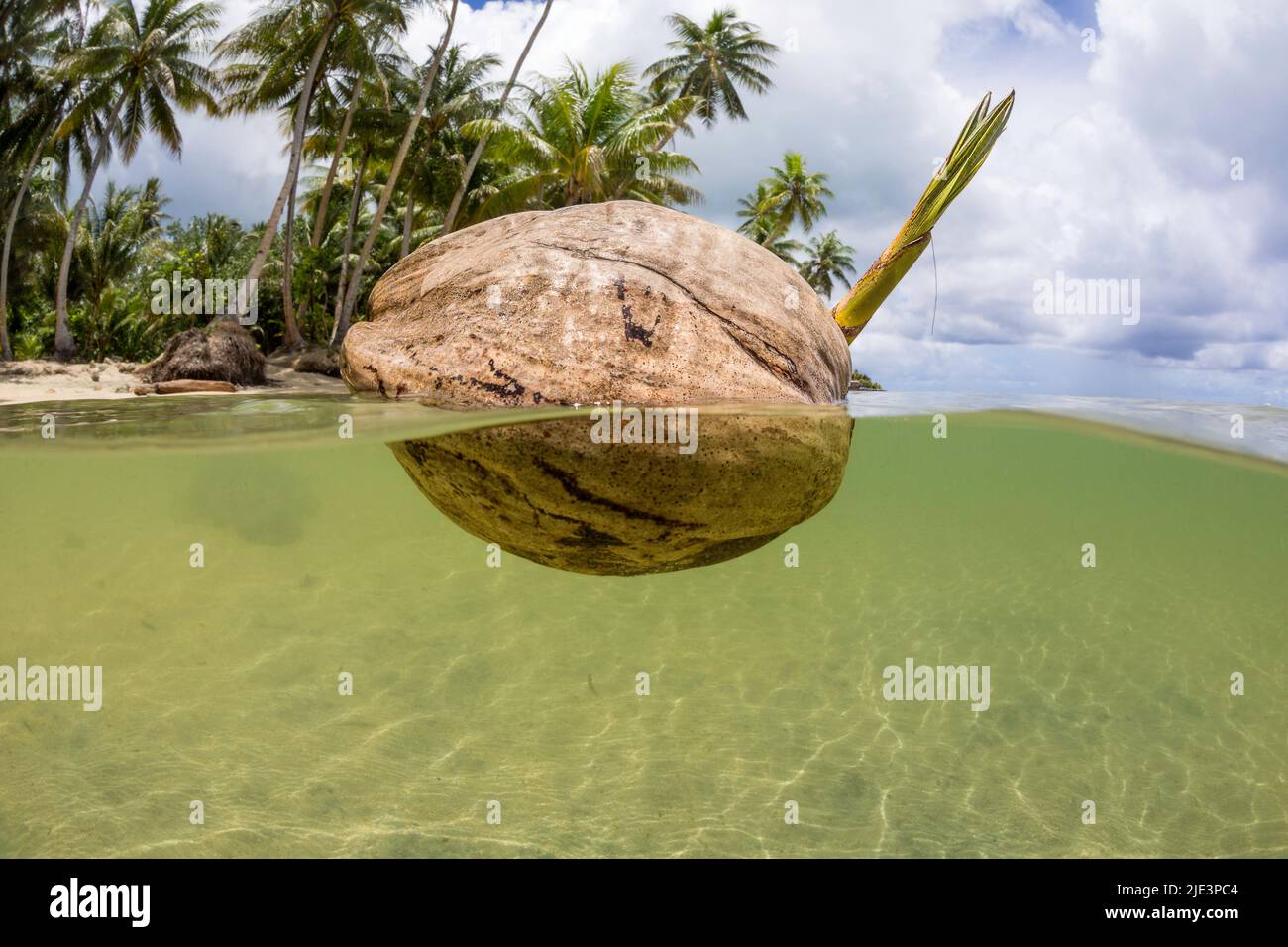 A sprouting coconut floats in the ocean off the island of Yap ...