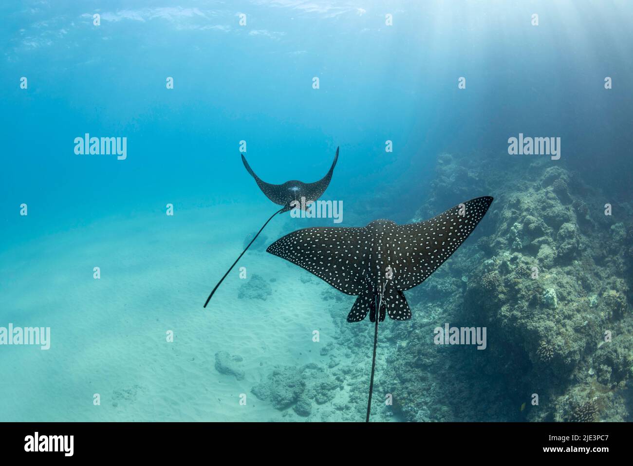 Spotted eagle rays, Aetobatis narinari, reach over six feet in wingspan ...
