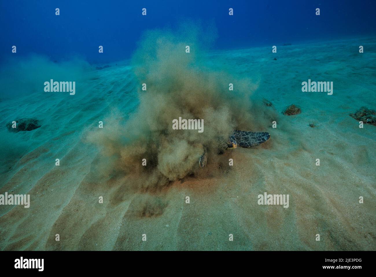 Algae growth hi-res stock photography and images - Alamy