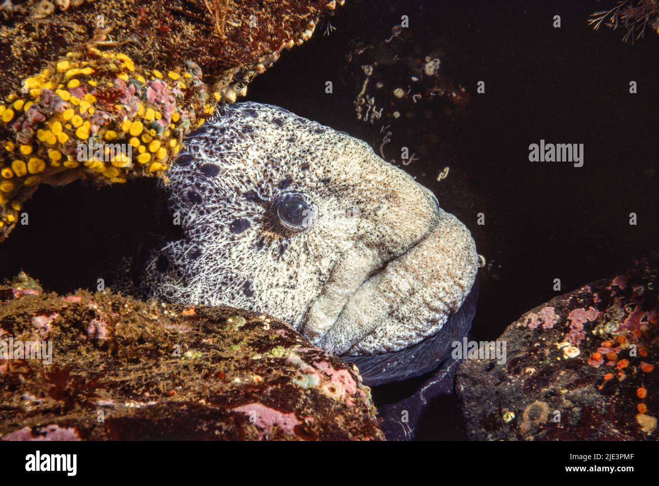 A male wolf-eel, Anarrhichthys ocellatus, off Hornby Island, British ...
