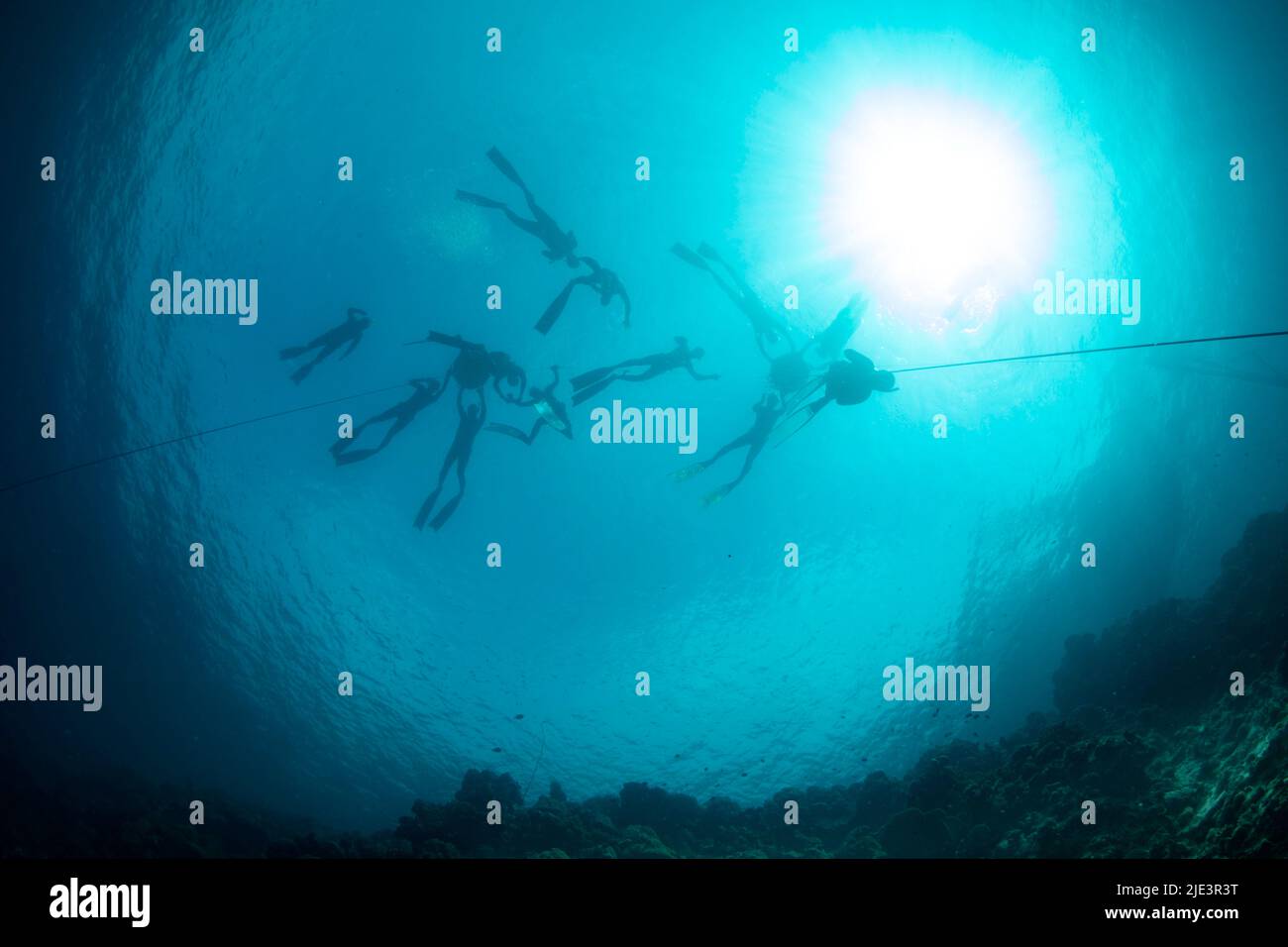 A freediving class practicing their descent on weighted lines in the ...