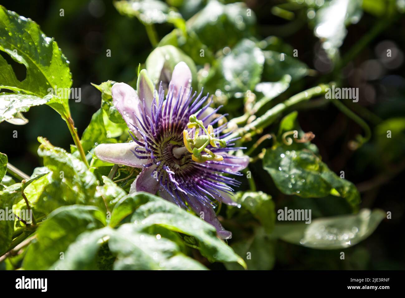 Purple and white flower on a passion fruit vine called Passiflora ...