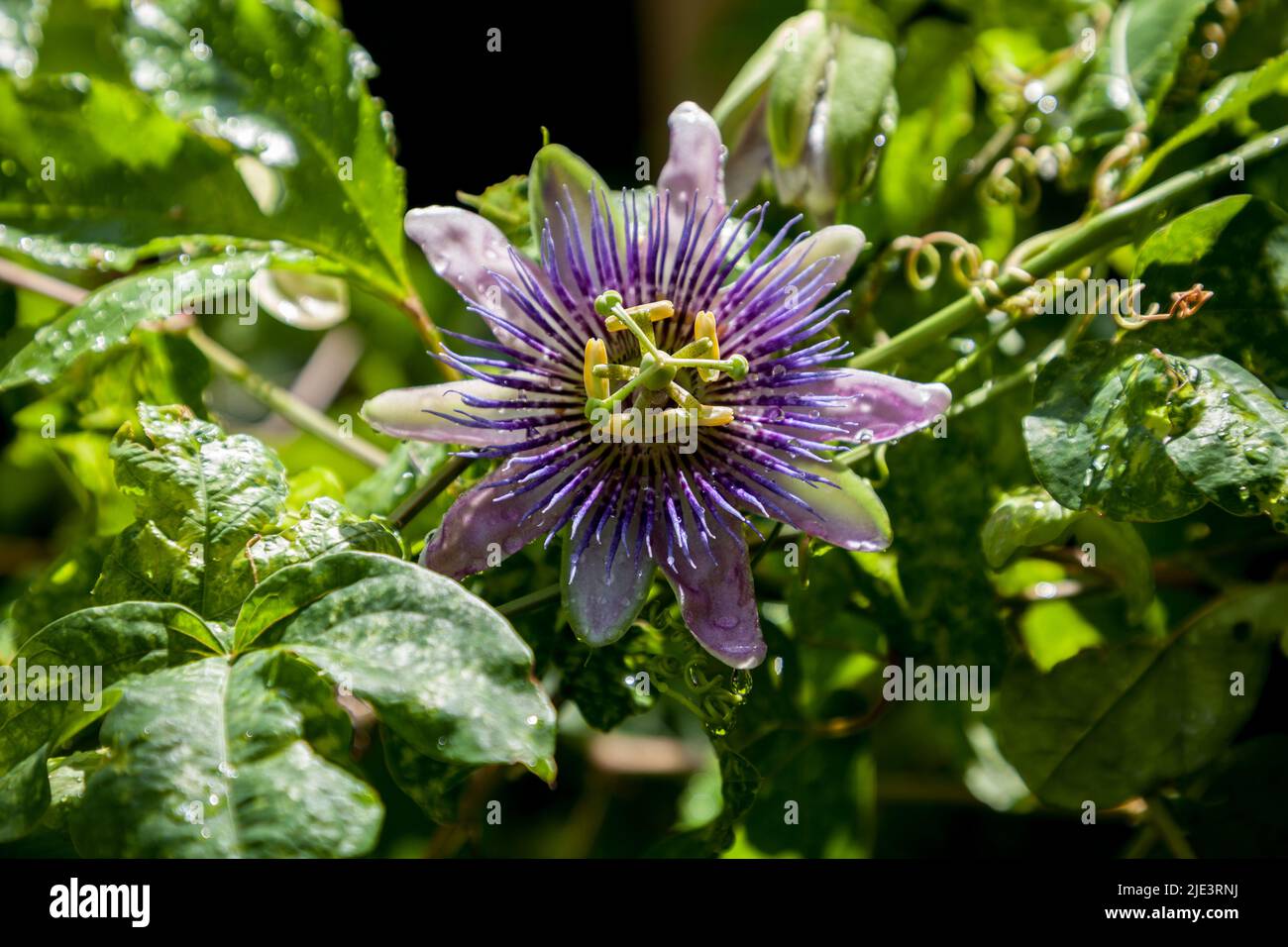 Purple and white flower on a passion fruit vine called Passiflora ...