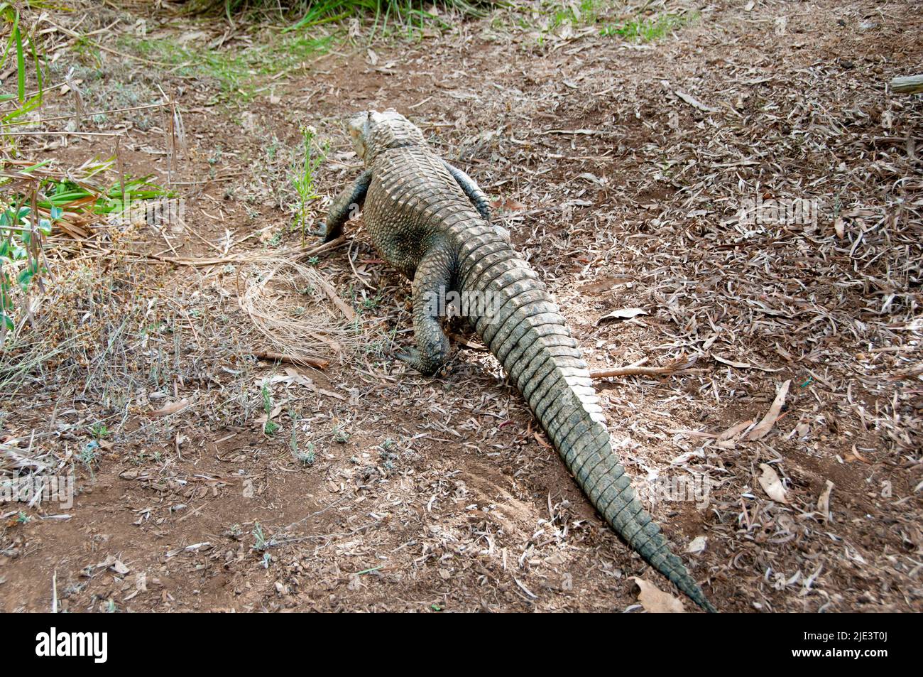 Alligator australia hi-res stock photography and images - Alamy