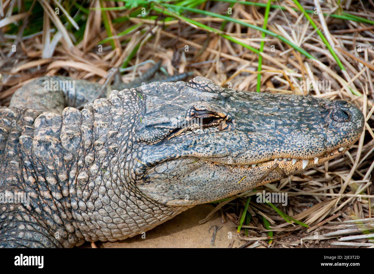 Alligator conservation hi-res stock photography and images - Alamy