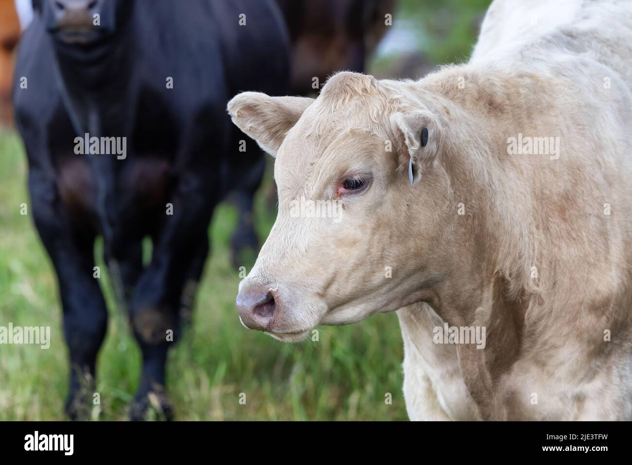 California dairy cow and calf hi-res stock photography and images - Alamy