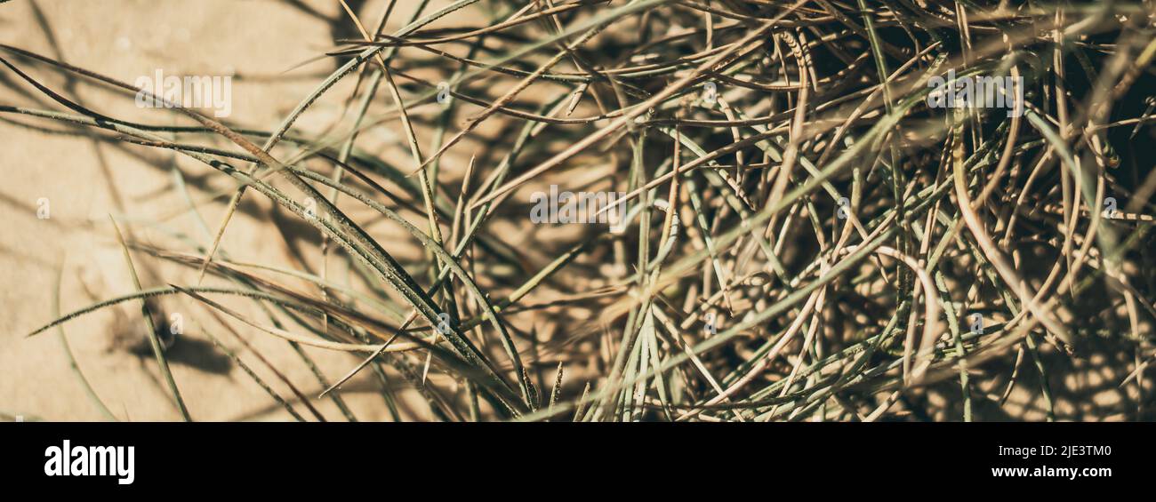 Dry wild needle grass plant herb wallpaper. Savannah soil. Yellow beige ...