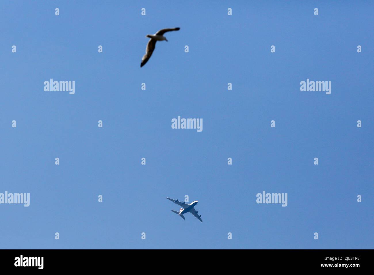 A bird flies below a British Airways A380 aircraft. (Photo by Dinendra ...