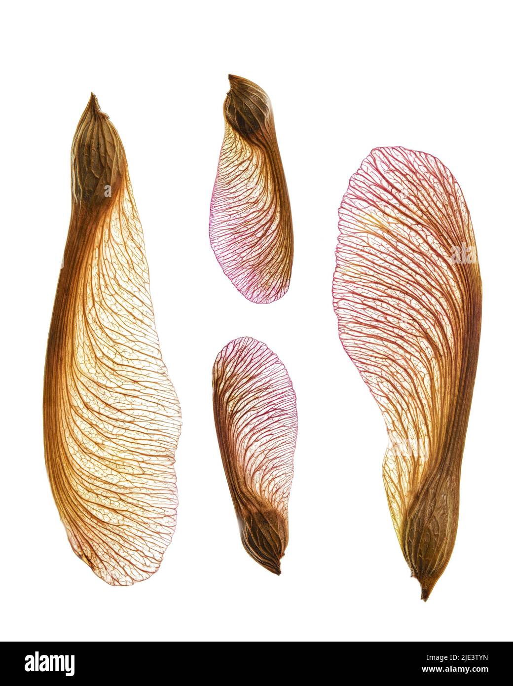 Isolated maple seed pods on white background Stock Photo - Alamy