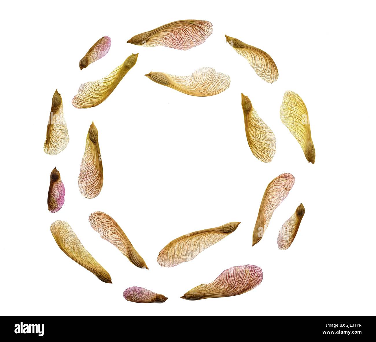 Circle of maple seeds on white background Stock Photo - Alamy