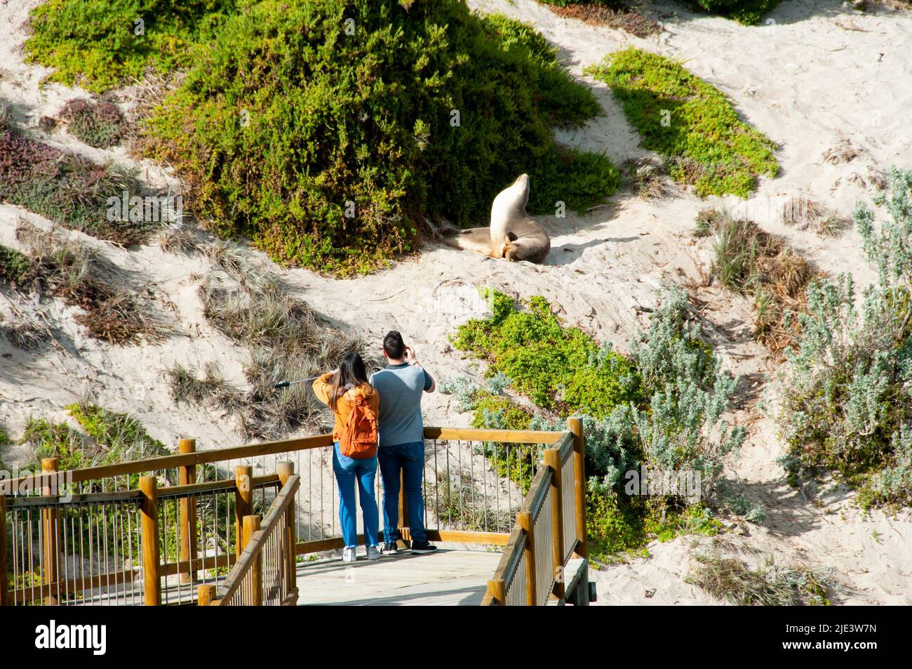 Seal Bay Conservation Park - Kangaroo Island Stock Photo - Alamy