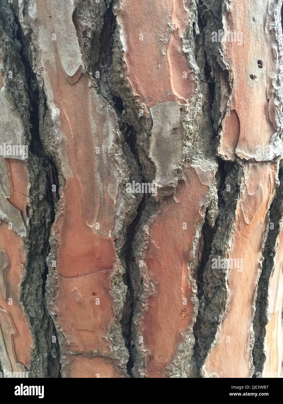 Red wood trees texture detail hi-res stock photography and images - Alamy