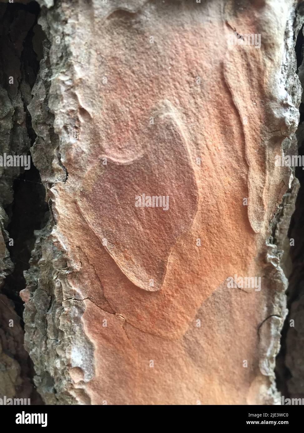 Red wood trees texture detail hi-res stock photography and images - Alamy