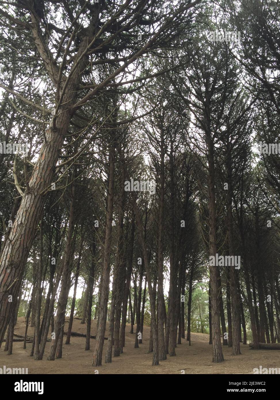 landscape of the pine forest in the Argentine atlantic coast Stock ...