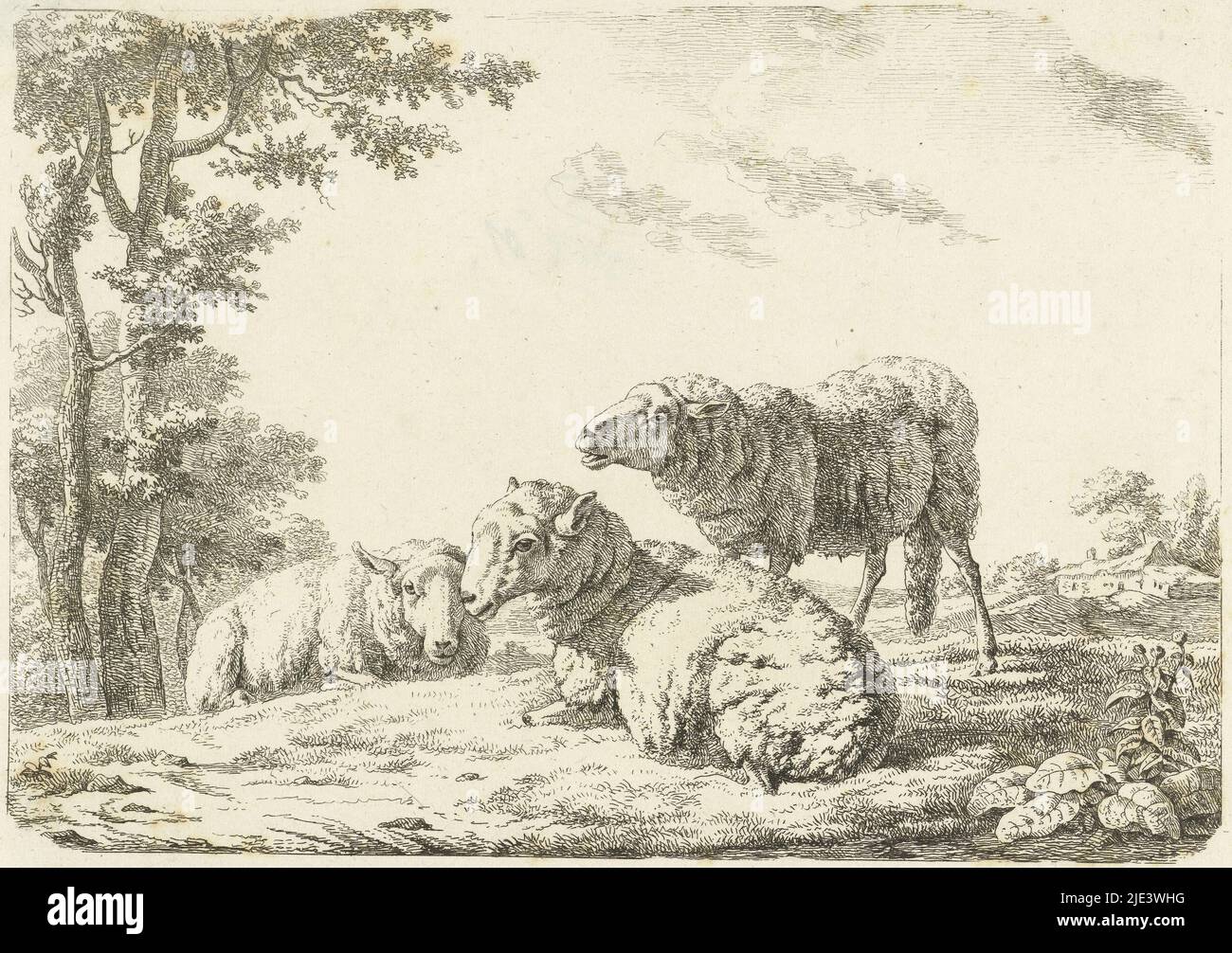 Sheep lying down sheep hi-res stock photography and images - Alamy