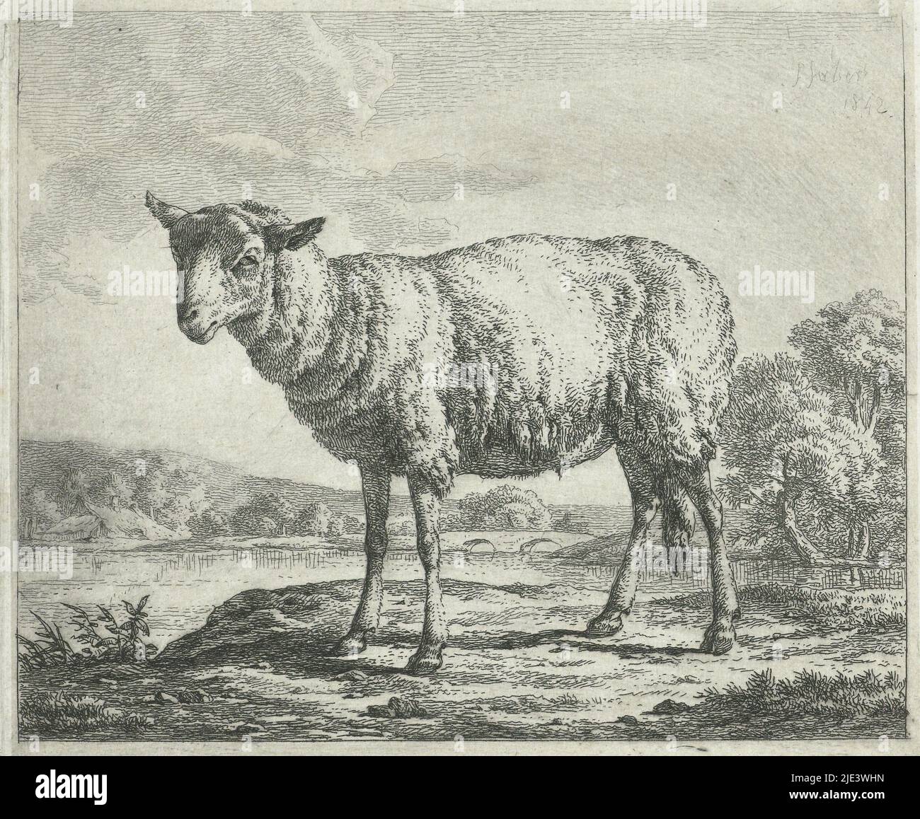 Profil sheep hi-res stock photography and images - Alamy