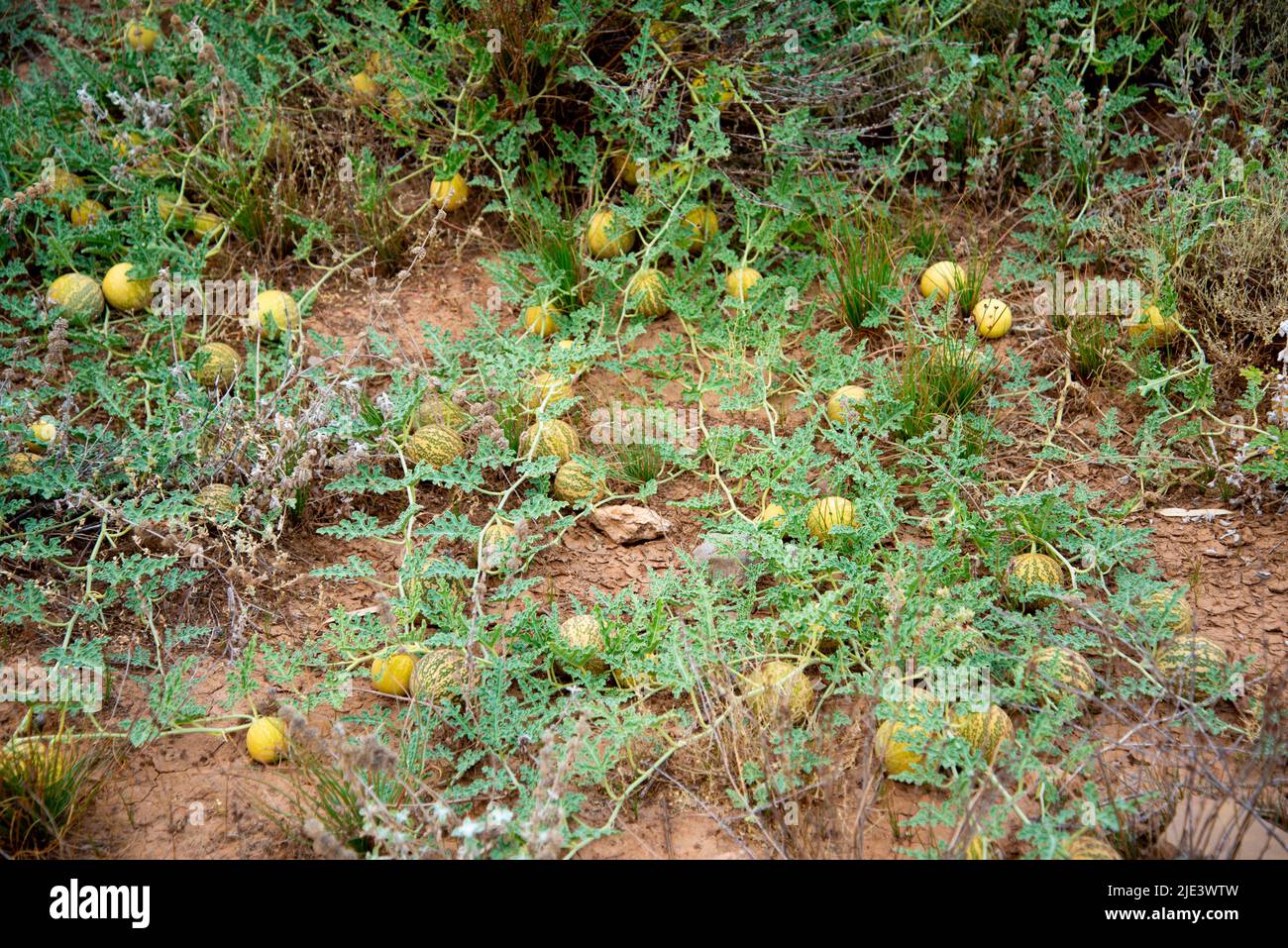 Wild Melon - South Australia Stock Photo - Alamy